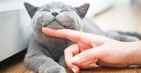 16 Little Things That You Do Which Make Your Cat Happy And Secure