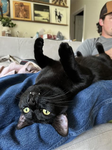 When He Yawns R Fangies