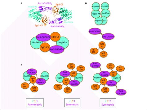 Proposed Models For Sgt1 Hsp90 Rar1 Complex A Top Panel Shows The Download Scientific