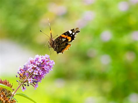 Red Admiral Butterfly In Flight Photosharp Wales Landscape And Macro