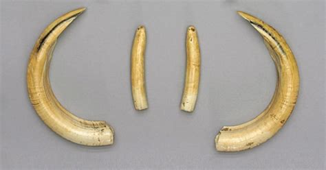 Hippo Teeth Long Horns And Curved Shapes