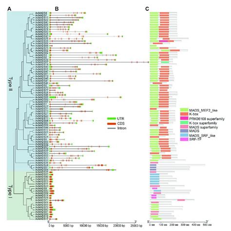 Unrooted Phylogenetic Tree Of A Chinensis And A Thaliana Mads Box Download Scientific Diagram