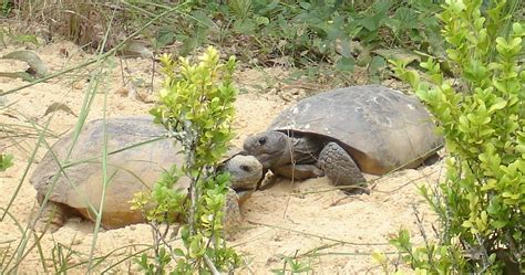 Blue Starr Gallery Gopher Tortoise Mating Dance