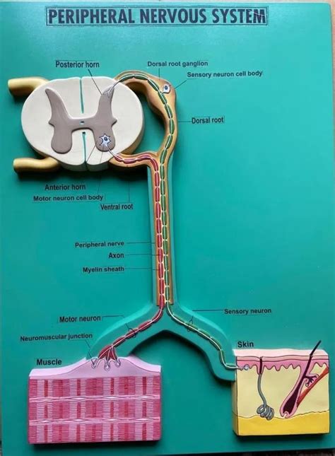 Peripheral Nervous System Model At ₹ 1000 Number Human Anatomical Models In Ambala Id