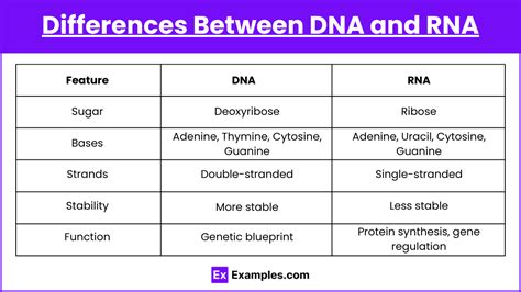 Tabela Dna Vs Rna