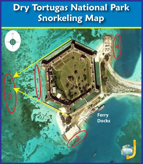 Snorkeling Dry Tortugas National Park At Victor Fox Blog