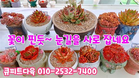 230422📍큐피트다육 머큐리 양진 레드노블 까멜리아 로사로아 호주뭉크 제이드스타 뮤즐리 아레투사 샬루 Youtube