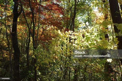 The Vibrant Deciduous Broadleaf Forest Has Gradually Started To Show