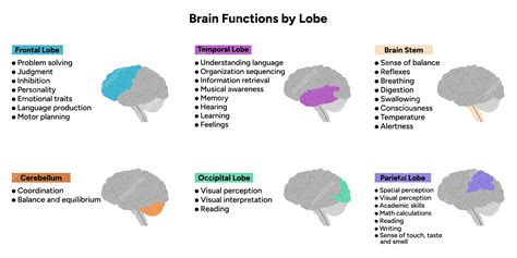 Premium Vector Brain Functions By Lobe Medical Information And Diagram