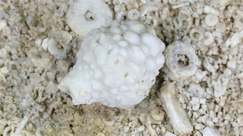 Echinoderm Plate Blastoids And Crinoids Missouri 21110 For Sale