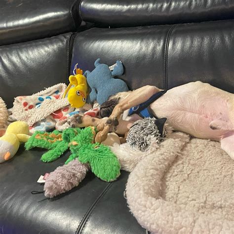 Lemony Snicket Church Of Pug