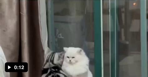 Said Bro I Saw Her With Another Guy 9GAG