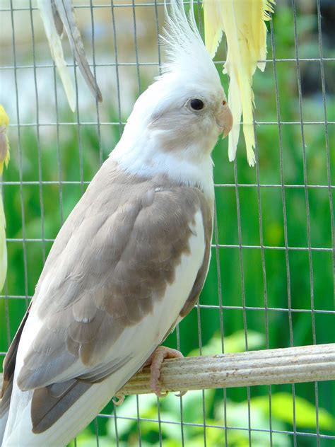 Whiteface Cockatiel