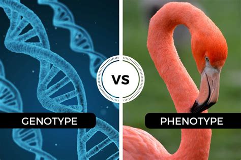 Genotype Vs Phenotype An Introduction And A Great Memorization Trick