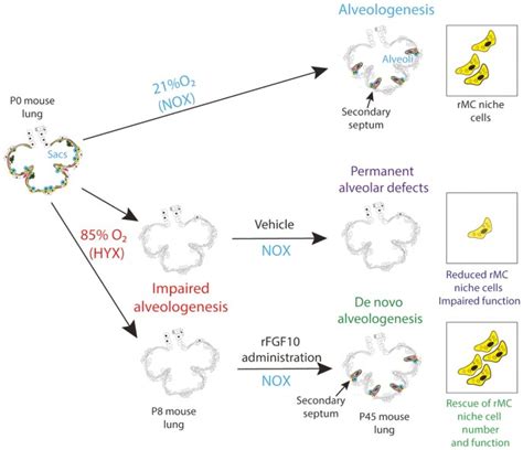 Fgf10 Triggers De Novo Alveologenesis In A Bronchopulmonary Dysplasia Model Impact On Resident