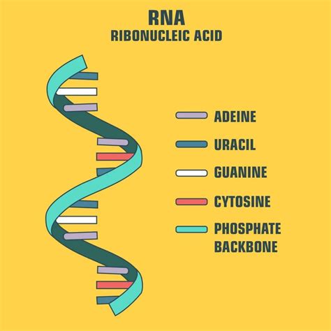 Diagram Of Rna Structure Rna Structure Diagram Labeled
