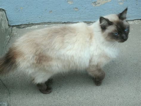 Siamese Cat Modeling Next To Blue Wall