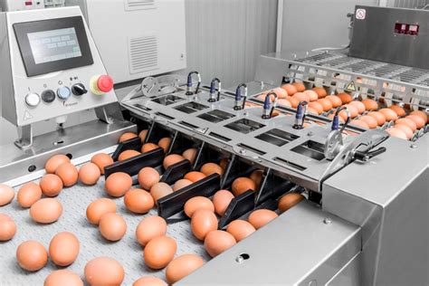 Egg Handling And Collection Egg Transport