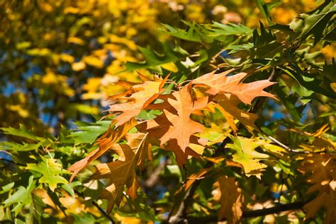Northern Red Oak Information