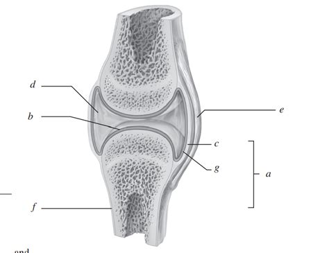 synovial joint diagram quizlet