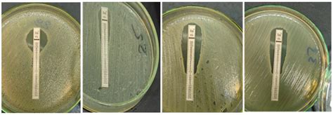 Veterinary Sciences Free Full Text Phenotypic And Genotypic Screening Of Colistin Resistance