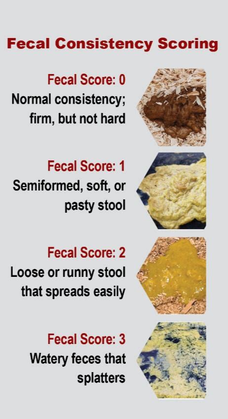 Fecal Scoring In Dairy Calves