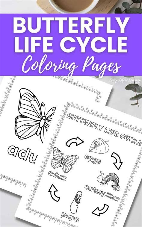Butterfly Life Cycle Coloring Page Butterfly Coloring Page Butterfly