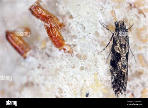 European Grain Worm Or European Grain Moth Nemapogon Granella Moth