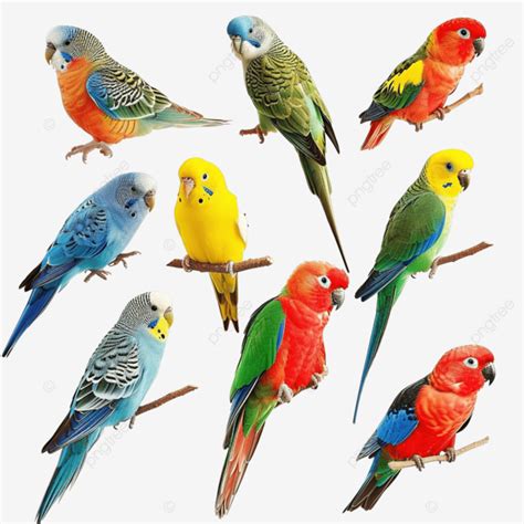 Ai 생성 잉꼬 잉꼬 앵무새 로리와 잉꼬 사랑 새 앵무새 새 Png 일러스트 및 이미지 에 대한 무료 다운로드 Pngtree