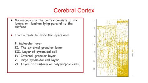 Cerebral Cortex Pptx