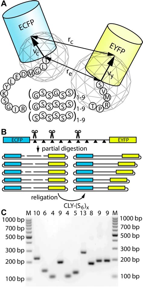 Tuning The Flexibility Of Glycine Serine Linkers To Allow Rational