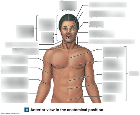 Lab Quiz 1 Diagram Quizlet