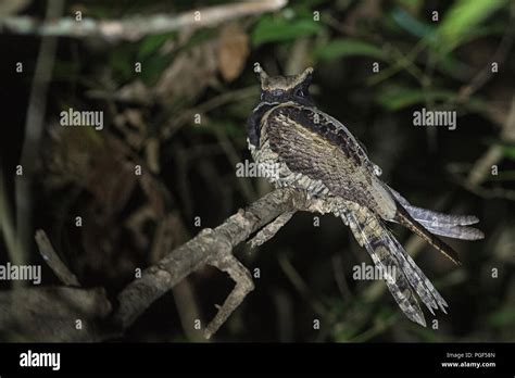 A Great Eared Nightjar Lyncornis Macrotis Perched On A Tree At Night