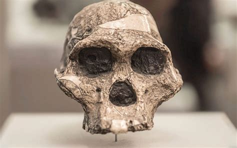 Australopithecus Africanus Australian Museum
