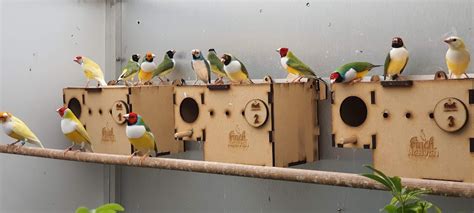 Finch Heaven Specialist Gouldian Finch Breeder