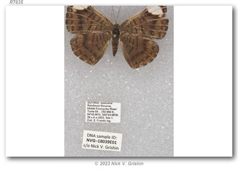 Emesis Opaca Pinned Specimens