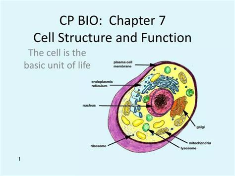 Chapter Cell Structure And Function Concept Map Answers Map