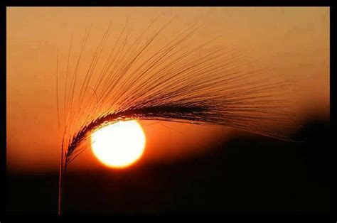 آینه فروشه شهر کوران