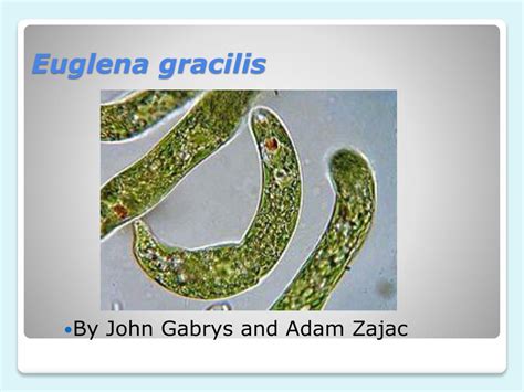 Ppt Euglena Gracilis Powerpoint Presentation Free Download Id2959962