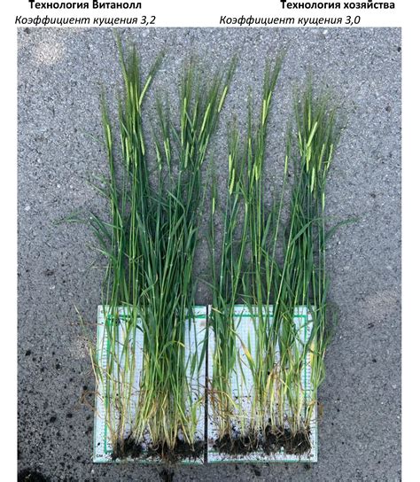 Опыт по обработке ярового ячменя с заменой химического фунгицида на биологический в КФХ