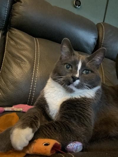 KONG Crackles Gulpz Cat Toy With Catnip Chewy Com