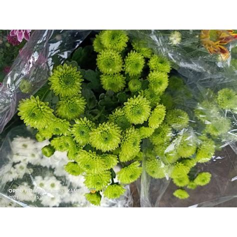 Jual Bunga Krisan Matahri Kecil Bunganya Shopee Indonesia