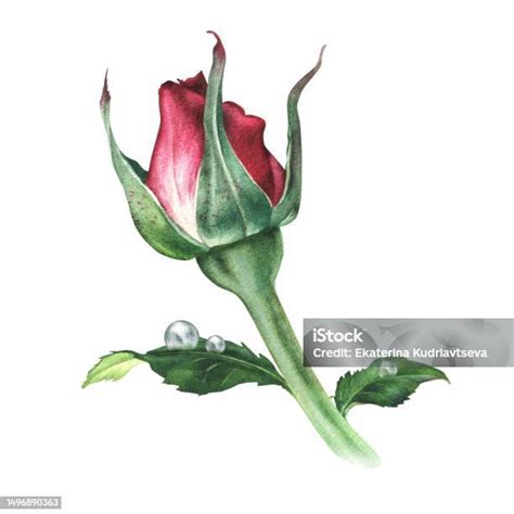 수채화 식물 그림입니다 나뭇잎에 이슬 몇 방울이 맺힌 분홍색 장미의 닫힌 새싹 흰색 배경에 격리되어 있습니다 손으로 그린 꽃입니다 의류에 디자인 인쇄 화장품 포장 개화기에