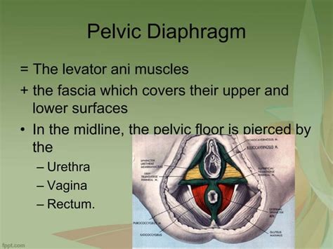 Anatomy Of Female Genital Tract Pptx