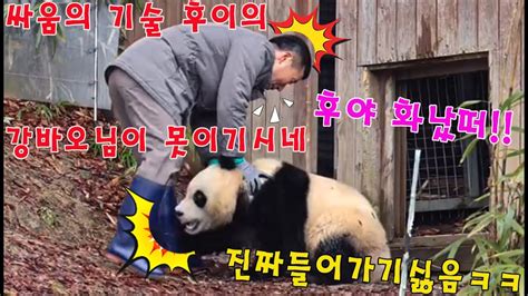 아이구우 💥 후이바오 가 강바오 할부지 에게 안겨서 실내방사장의 강제로 끌려가자 강하게 저항이요 😱 결국 강바오는 후이의 고집을 님이 못이기시네요 Youtube