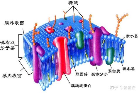 糖生物学工程是21世纪生命科学的前沿 知乎