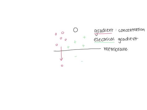 Solved Part 1 Reaching Osmotic Balance Across A Semipermeable Membrane For Non Charged