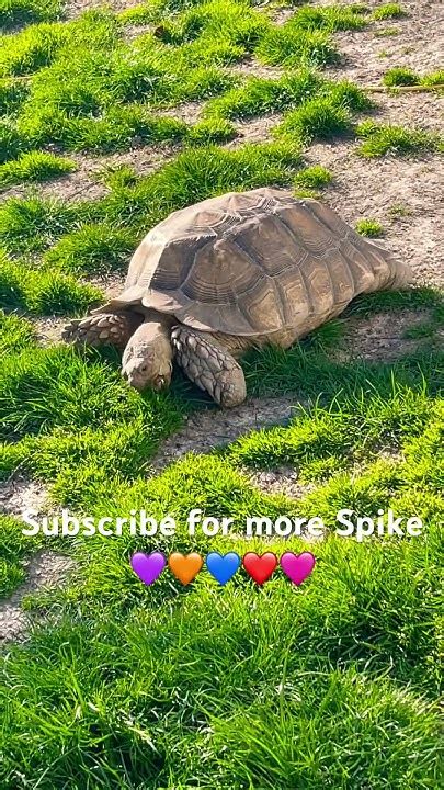 💚🩵💙 ️turtles Turtleshorts Youtube