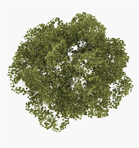 Tree Site Plan Png 53 Koleksi Gambar