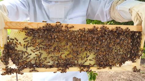 How To Install Your First Beehive Naturally Foundationless Youtube